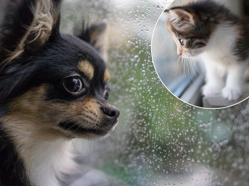 How To Calm a Dog During a Storm | Only Natural Pet