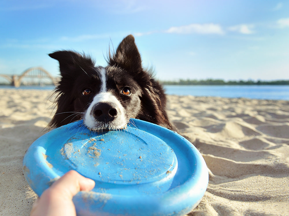 Top 10 Summer Safety Tips for Pets | Only Natural Pet