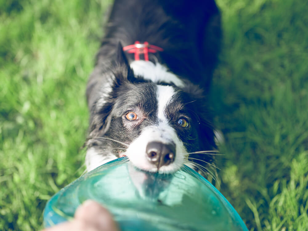 The 8 Best Summer Activities to Do with Your Dog | Only Natural Pet