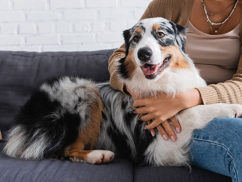 How to Detox a Dog or Cat Naturally | Only Natural Pet