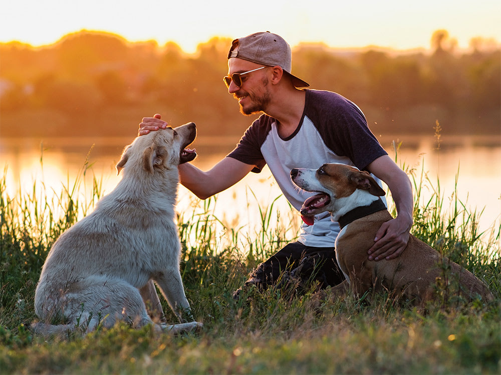 How to Remove a Tick from a Dog or Cat | Only Natural Pet