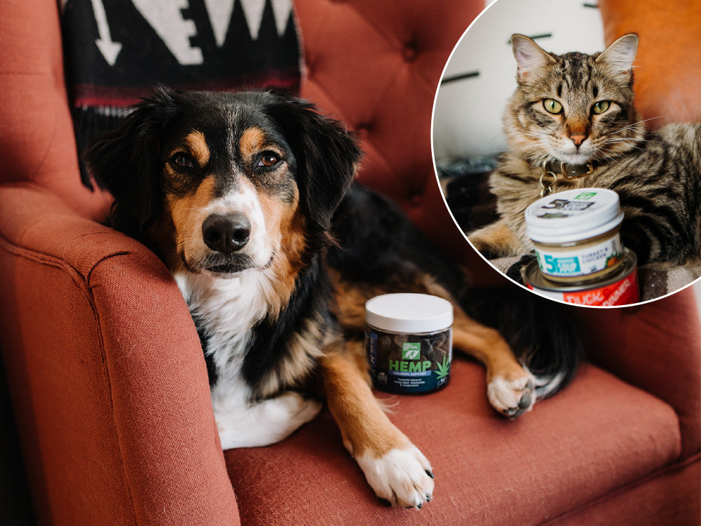 Keep Your Pets Healthy During Self-Isolation | Only Natural Pet