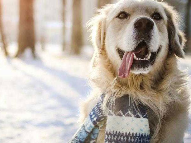 6 Tips to Prepare Your Dog for Cold & Winter Weather | Only Natural Pet