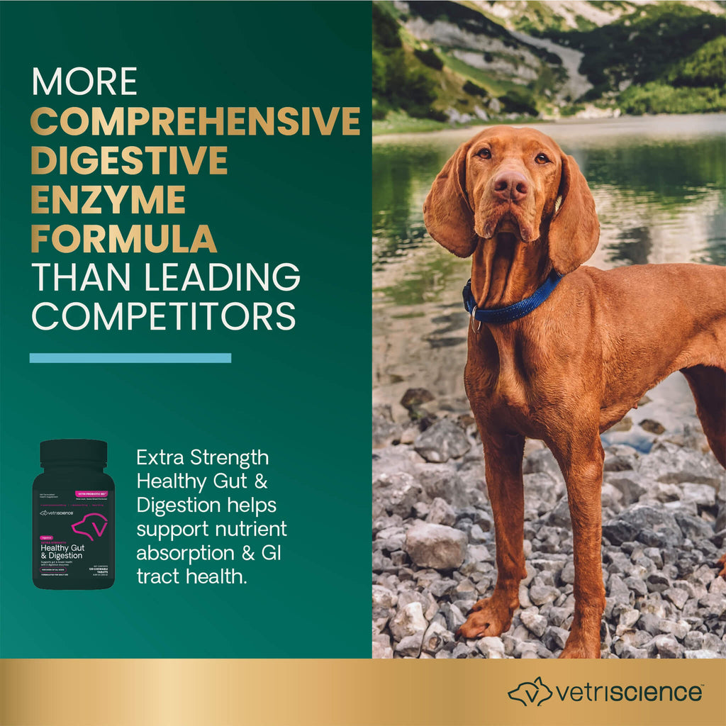 VetriScience Extra Strength Healthy Gut & Digestion | Only Natural Pet