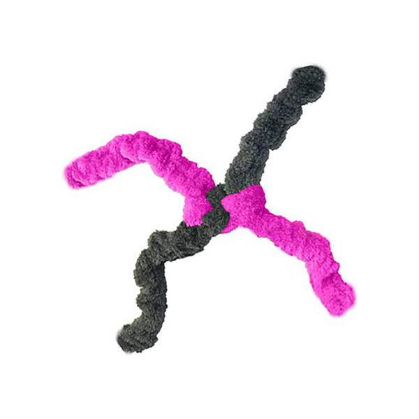 Cycle Dog Toys for Dogs | Only Natural Pet