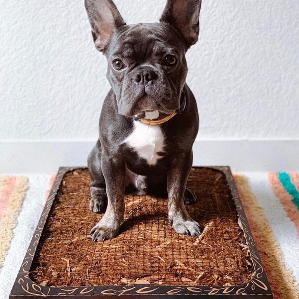 Bark Potty All Natural Pee Pad | Only Natural Pet