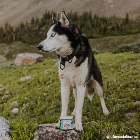 Aller Free Allergy Supplement for Dogs | Only Natural Pet