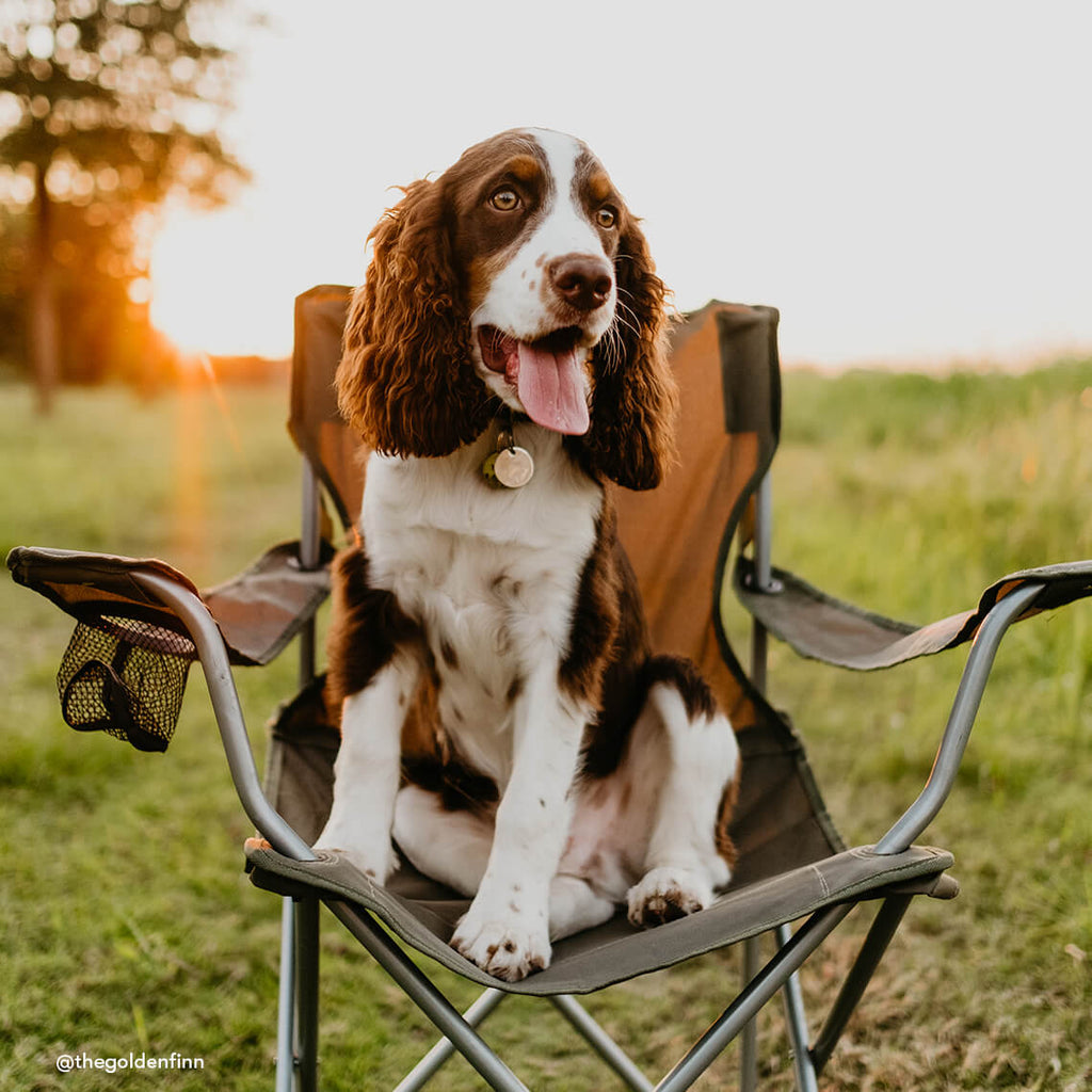 Easy Defense Flea & Tick Tag for Dogs & Cats | Only Natural Pet