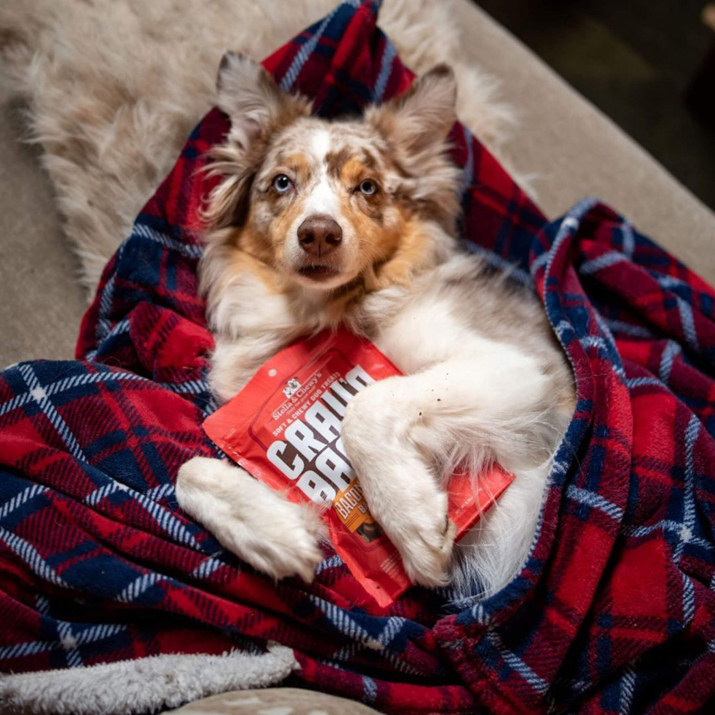 Stella & Chewy's Crav'n Bac'n Bites Dog Treats | Only Natural Pet